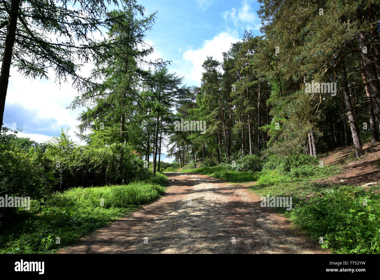 Spooky magical forest in hi-res stock photography and images - Alamy