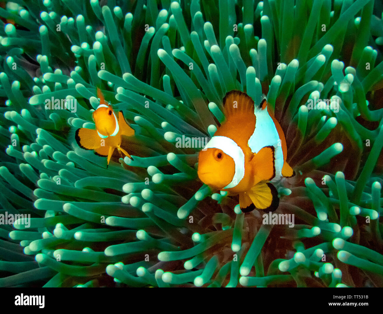 The Common or False Clownfish (Amphiprion ocellaris) in an anemone in ...