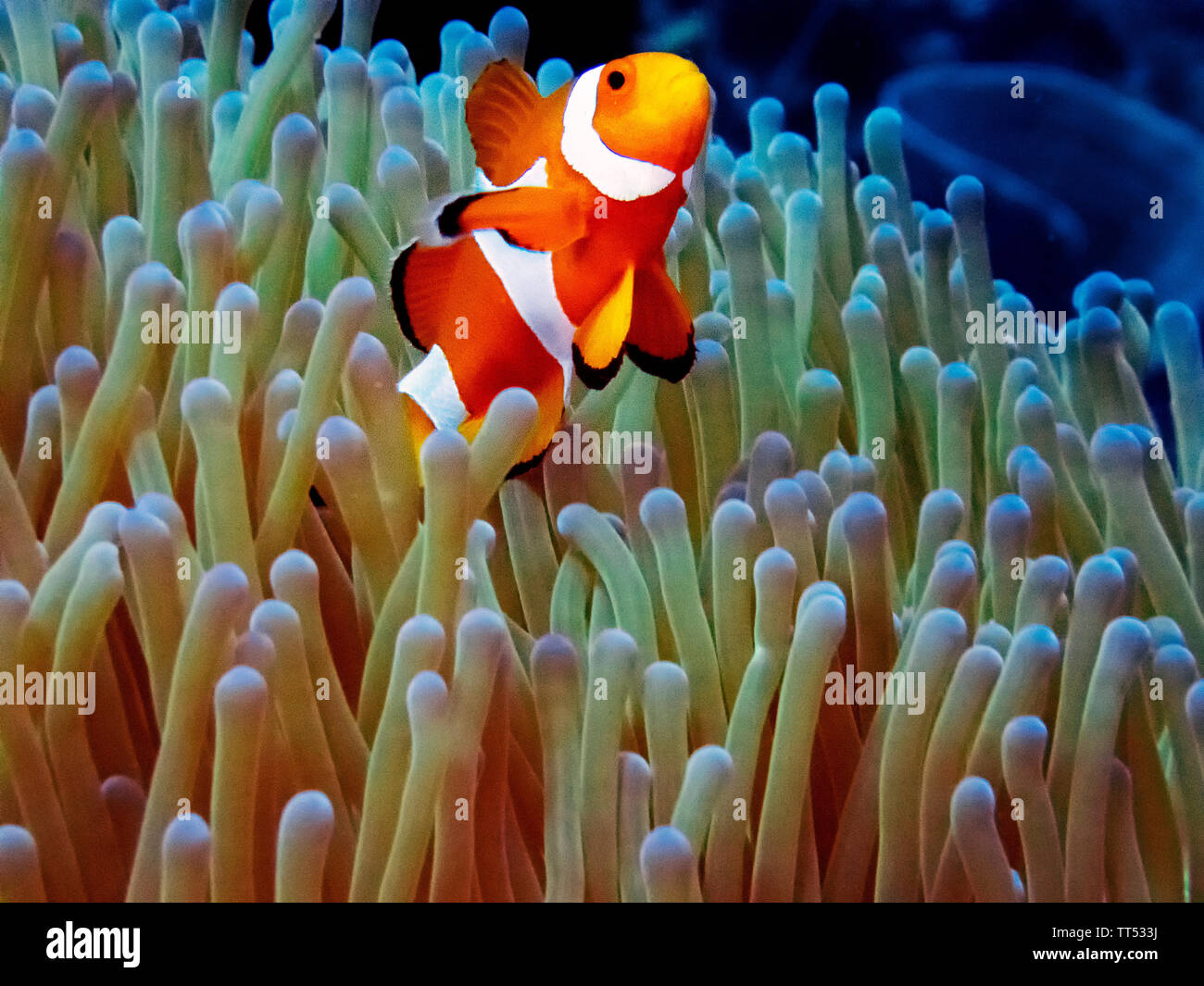 The Common or False Clownfish (Amphiprion ocellaris) in an anemone in ...