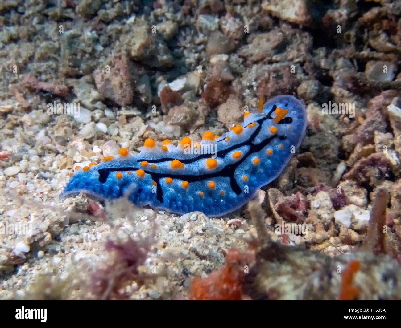 Nudibranch phyllidia coelestis hi-res stock photography and images - Alamy