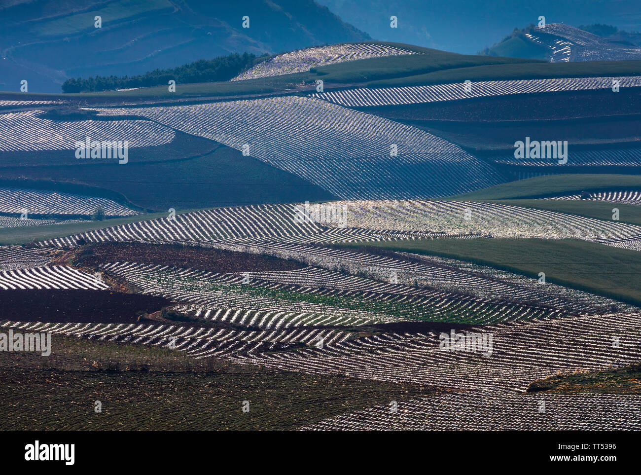 Agricultural landscape on springtime, Red Lands landscape, Dongchuan ...