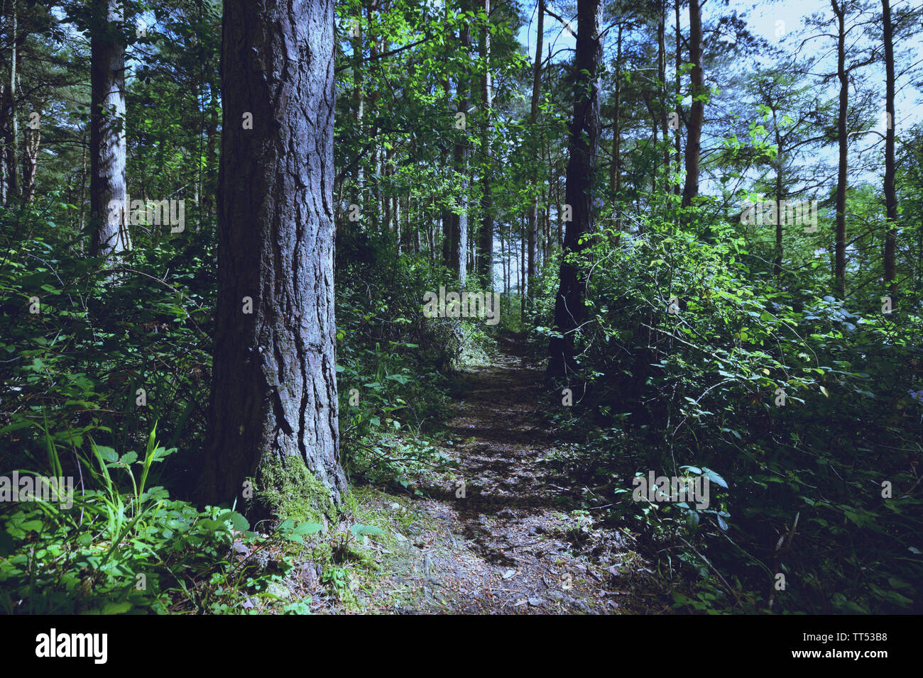 Atmospheric forests hi-res stock photography and images - Alamy