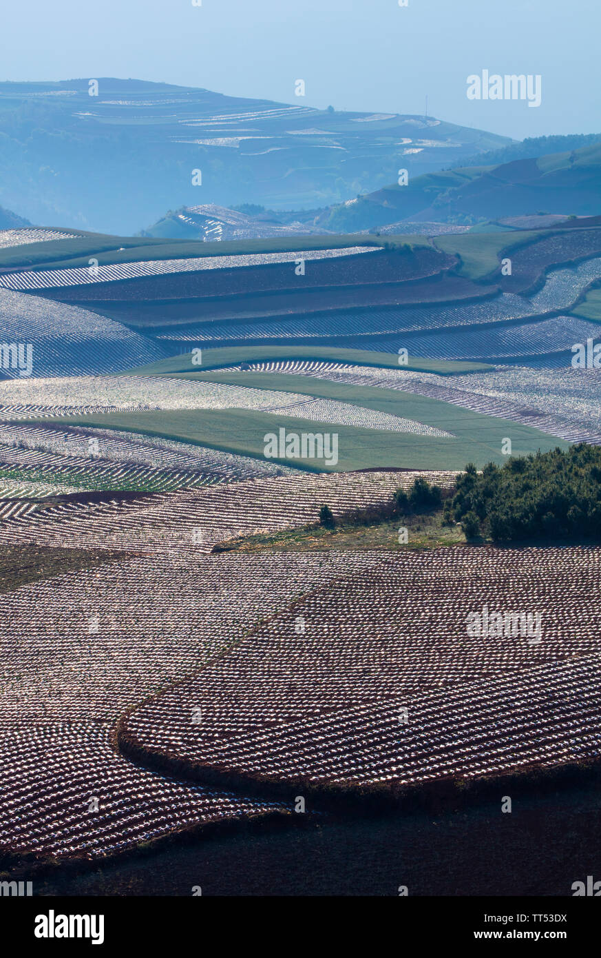 Agricultural landscape on springtime, Red Lands landscape, Dongchuan ...