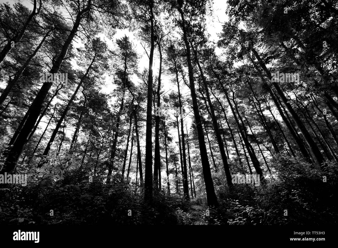 Greyscale forest hi-res stock photography and images - Alamy