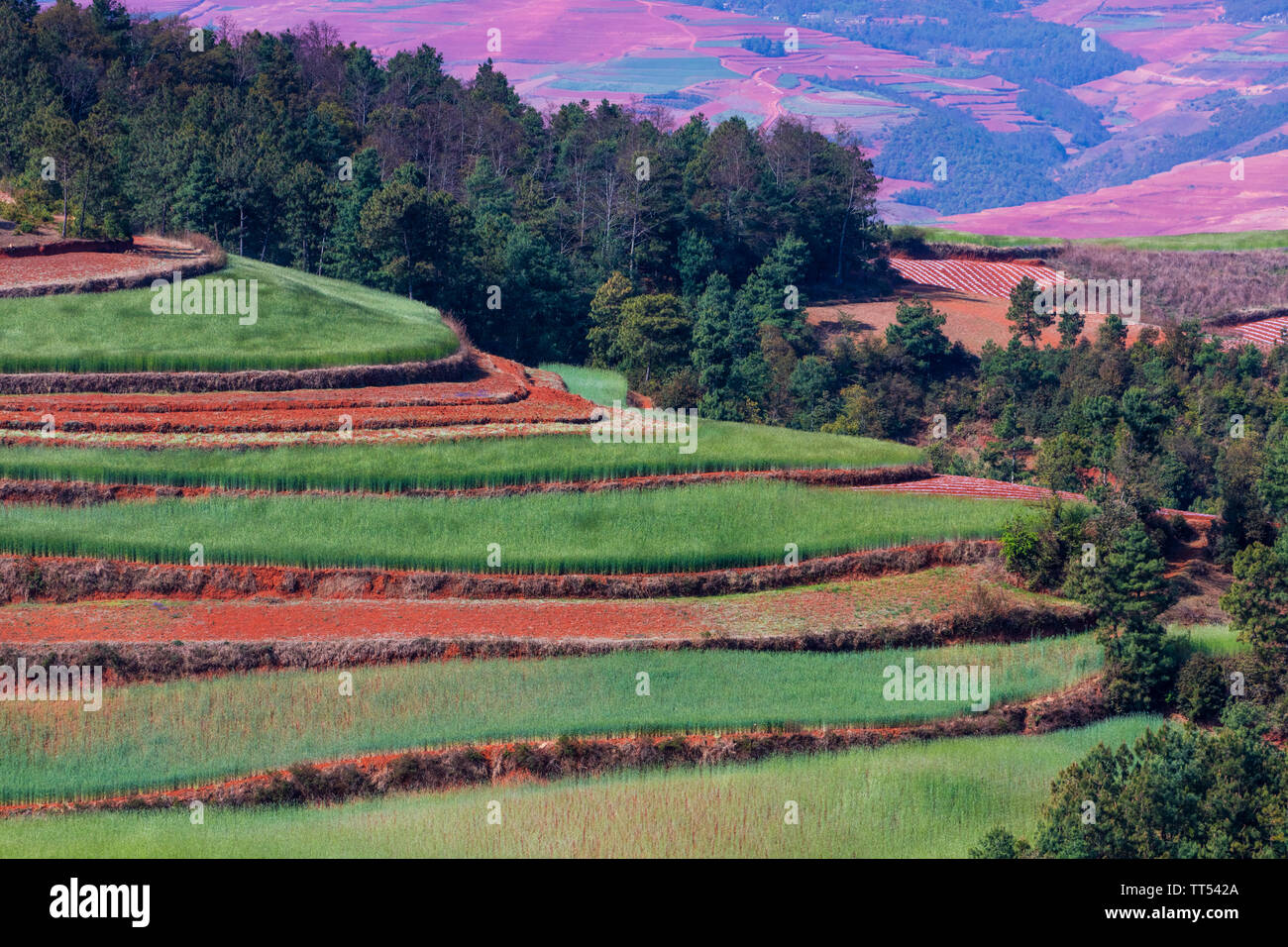 Agricultural landscape on springtime, Red Lands landscape, Dongchuan ...