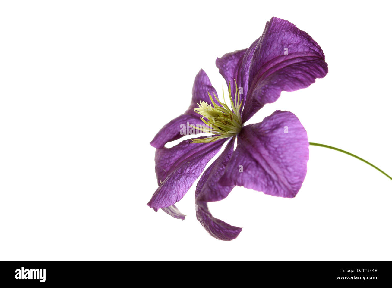 Clematis flower on a stem Stock Photo - Alamy
