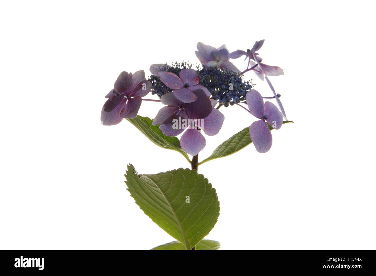 Hydrangea flowers on stem Stock Photo - Alamy