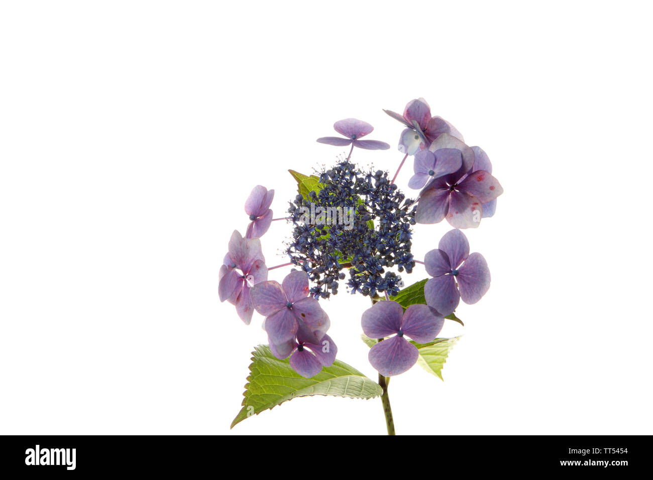 Hydrangea flowers on stem Stock Photo - Alamy