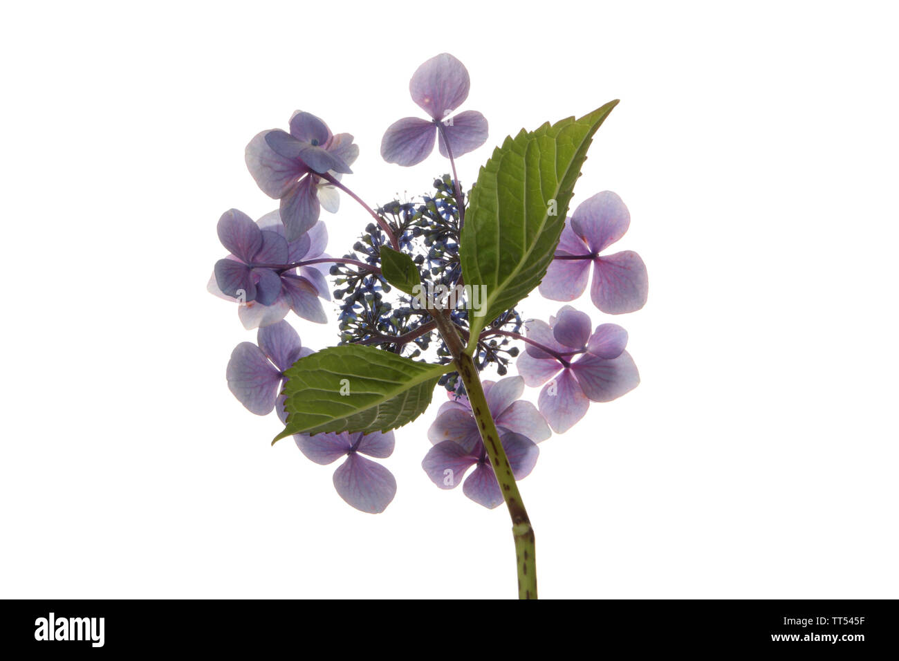 Hydrangea flowers on stem Stock Photo - Alamy