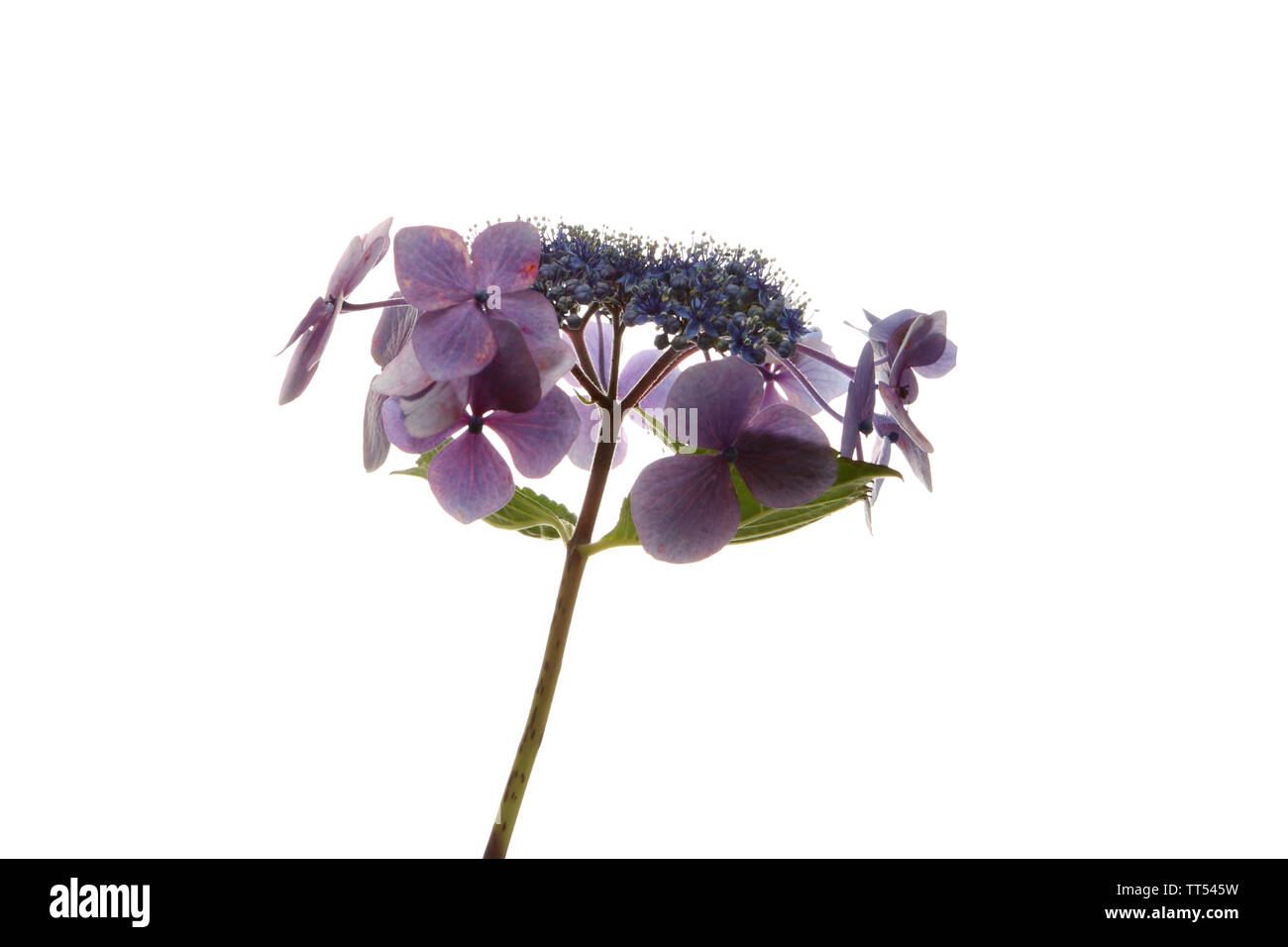 Hydrangea flowers on stem Stock Photo - Alamy