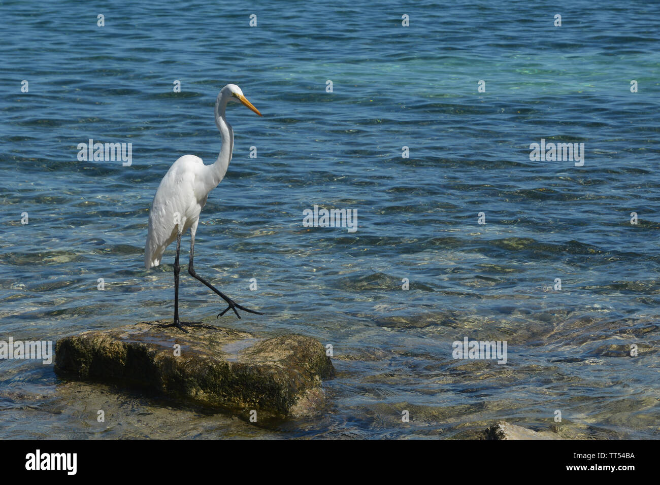 Caribbean bird on rock waiting for fish. long legs and neck Stock Photo ...