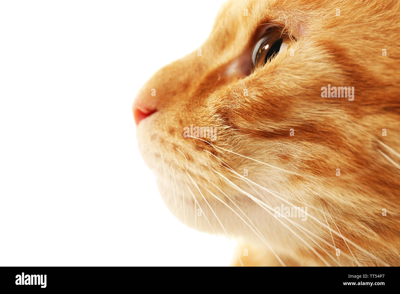 Cat's muzzle isolated on white Stock Photo - Alamy