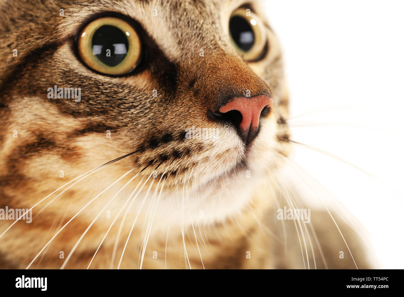 Cat's muzzle closeup Stock Photo - Alamy