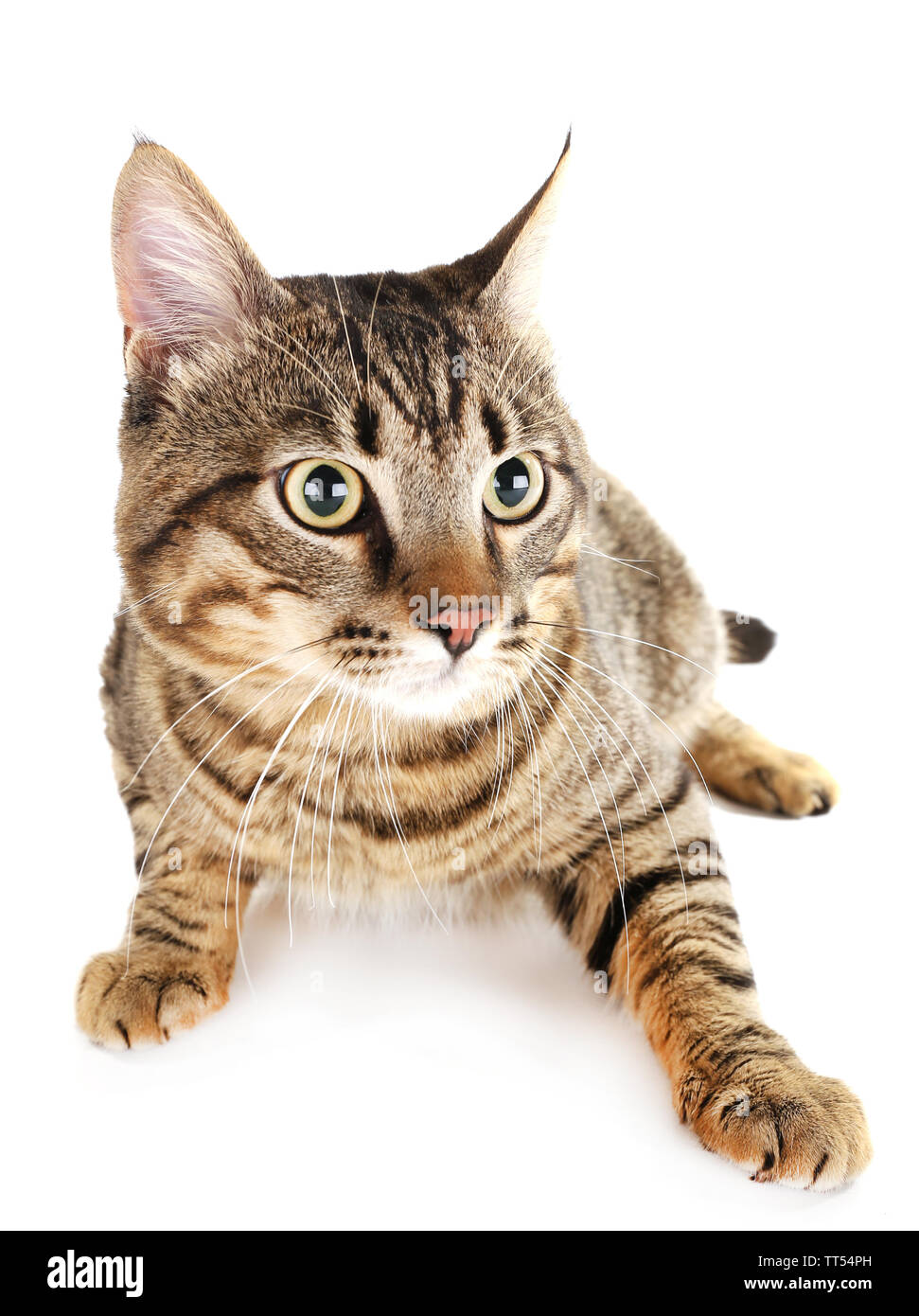 Cat facing camera Cut Out Stock Images & Pictures - Alamy