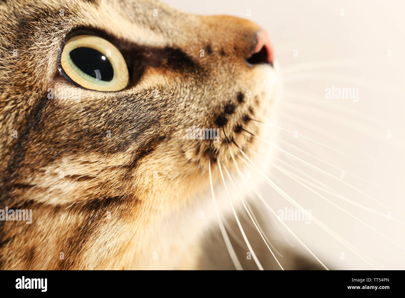 Cat's muzzle closeup Stock Photo - Alamy