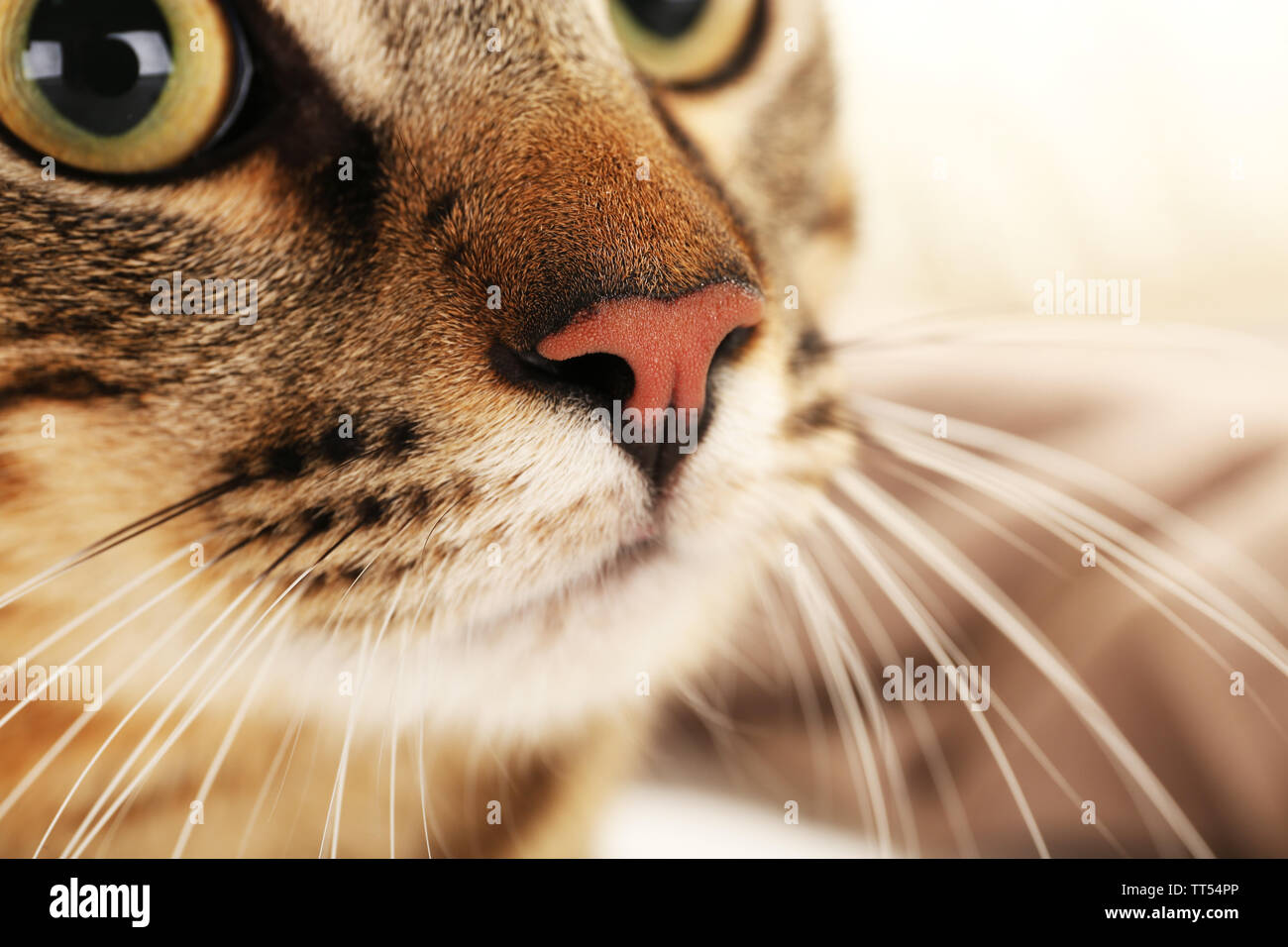 Cat's muzzle closeup Stock Photo - Alamy