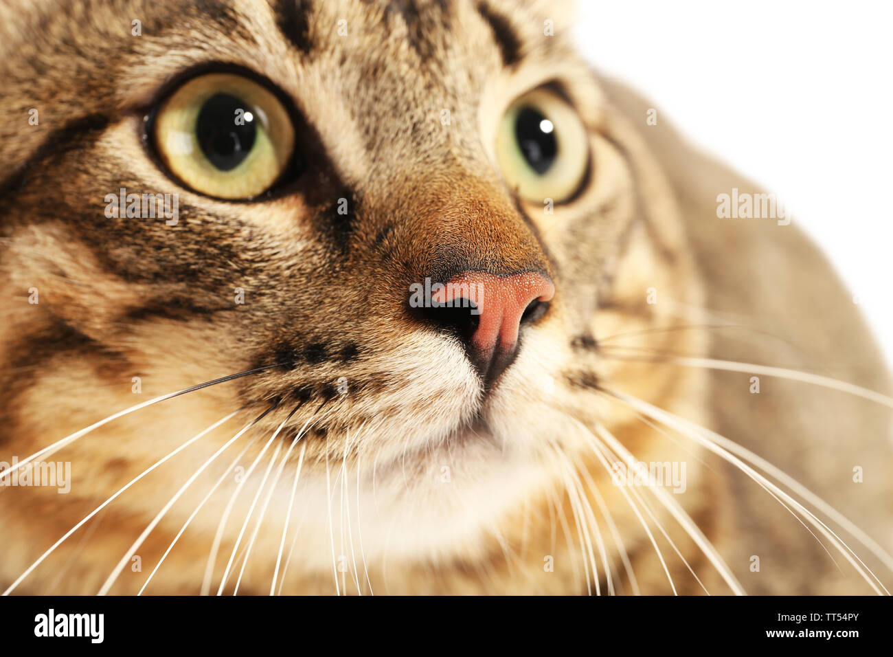 Cat's muzzle closeup Stock Photo - Alamy