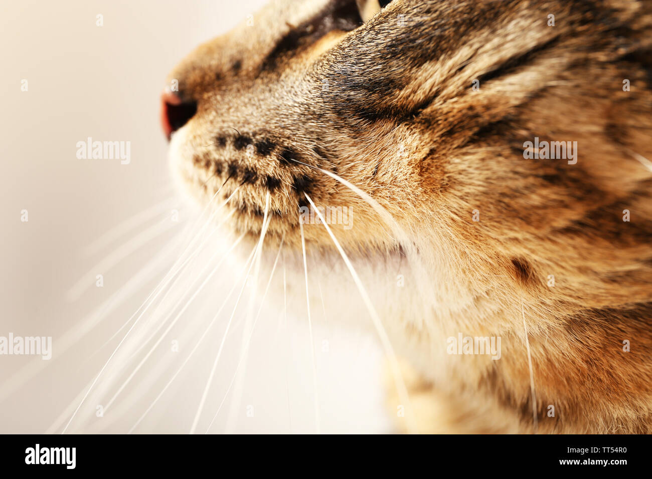 Cat's muzzle closeup Stock Photo - Alamy