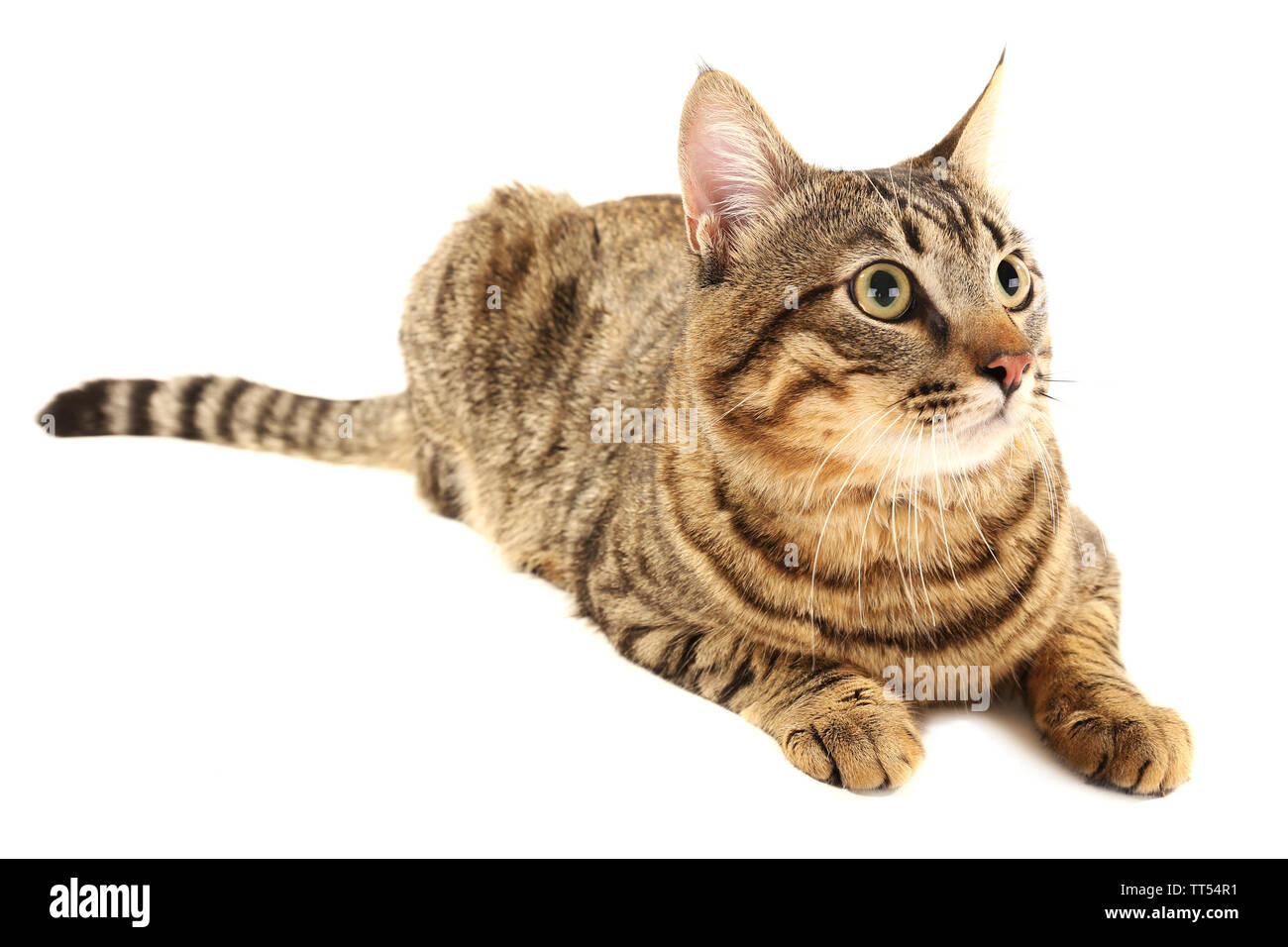 Cat isolated on white Stock Photo - Alamy