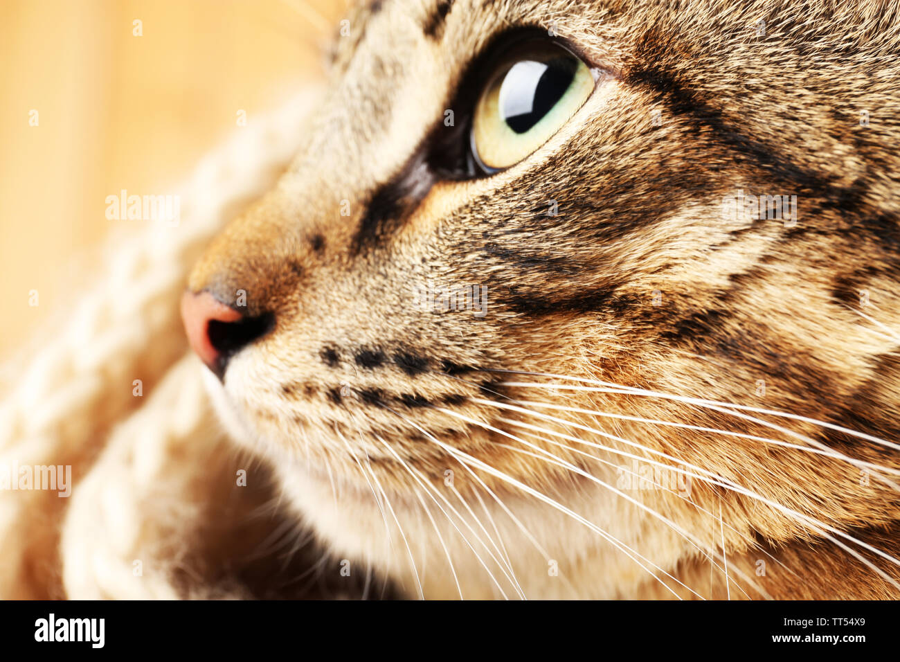 Grey cat's muzzle closeup Stock Photo - Alamy
