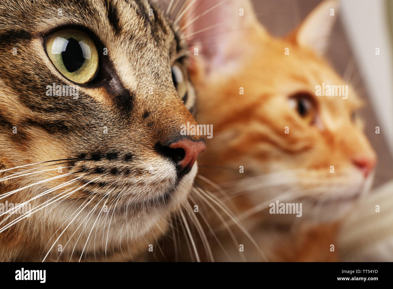 Clever cats hi-res stock photography and images - Alamy