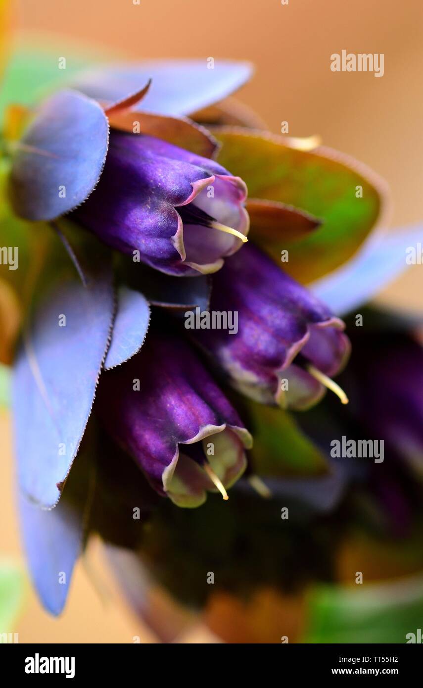 Cerinthe major Purpurascens Stock Photo - Alamy