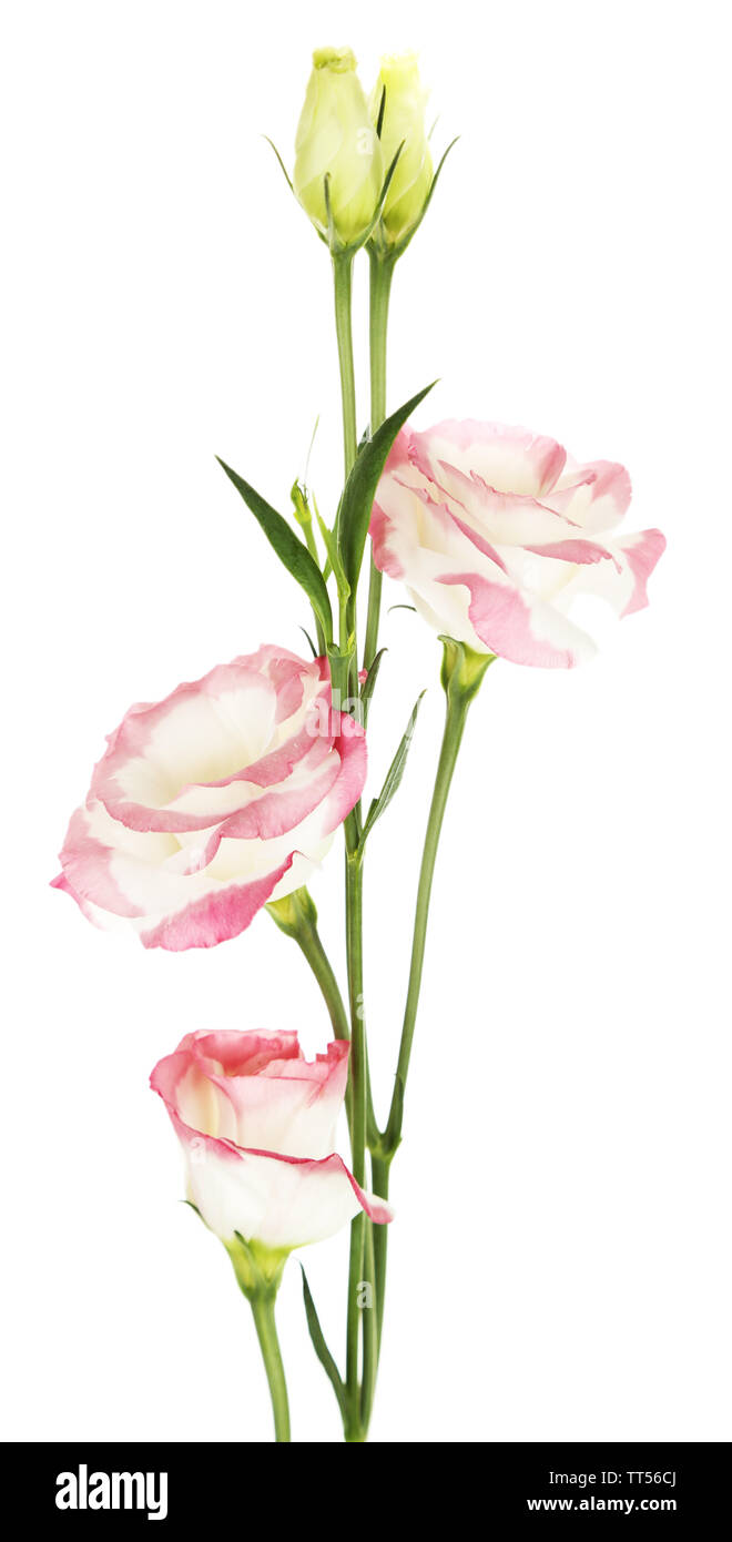 Beautiful eustoma flowers, isolated on white Stock Photo - Alamy