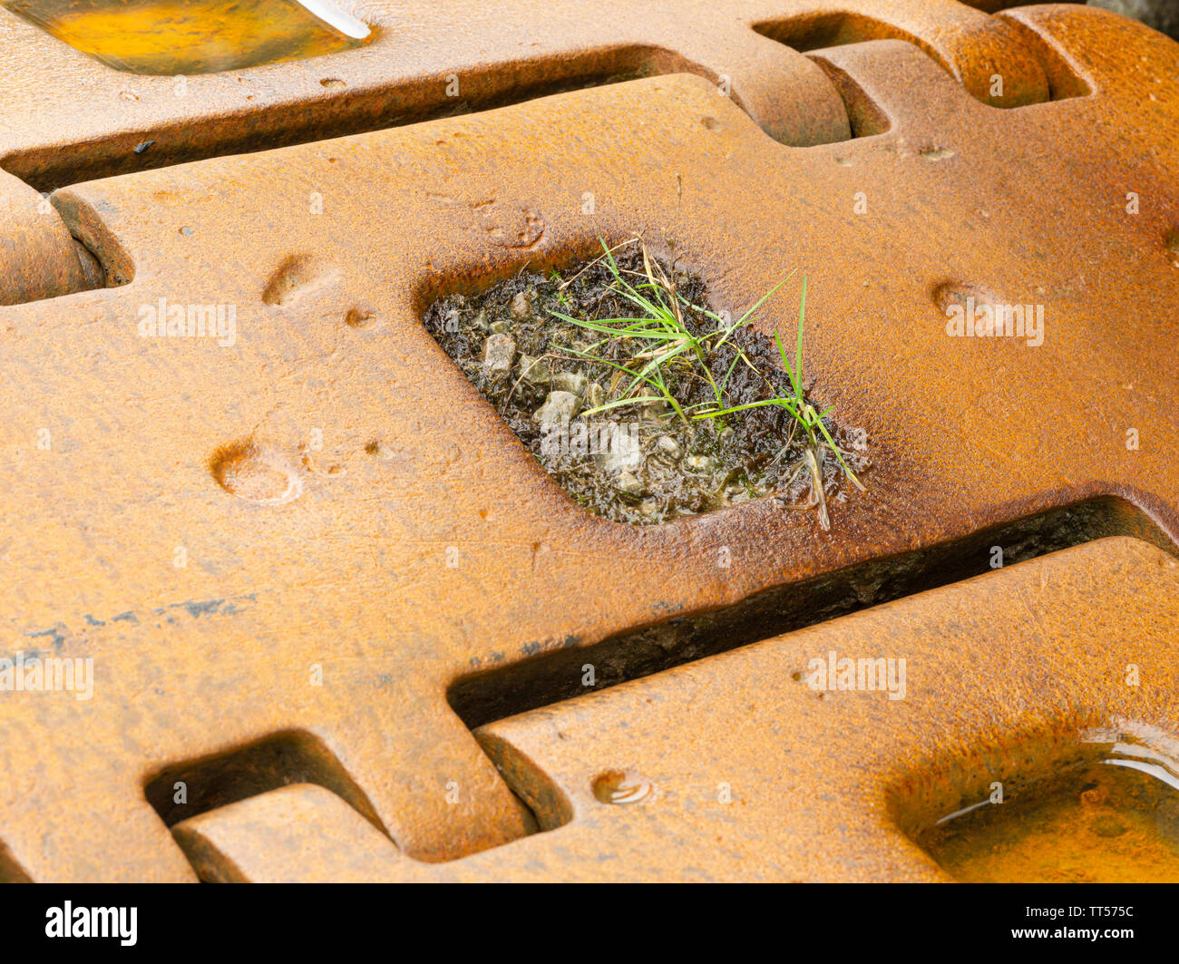 Grass growing in a bulldozer track against the odds!! Stock Photo - Alamy