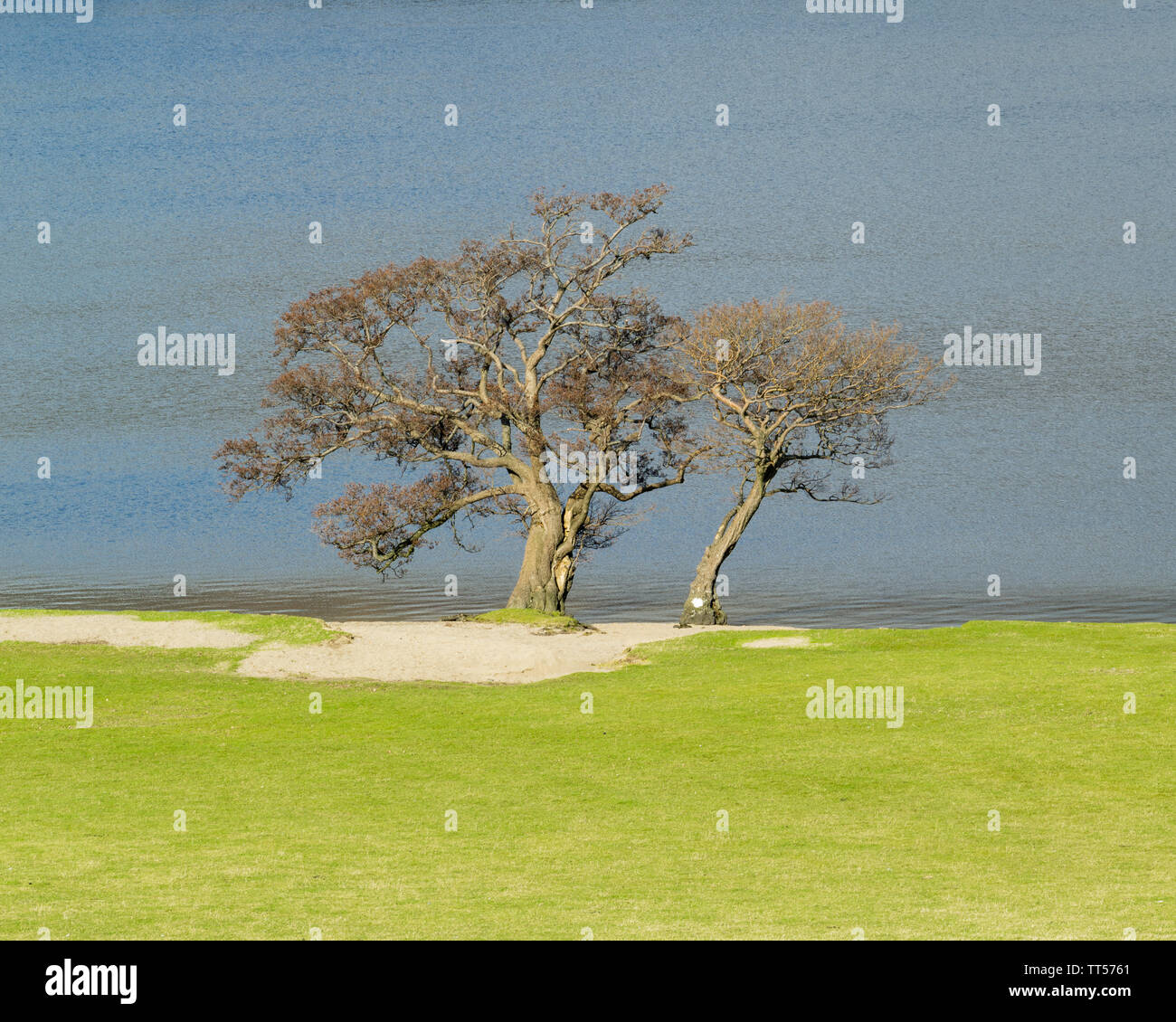 Mother and daughter trees in the Lake District on a sunny winter day ...