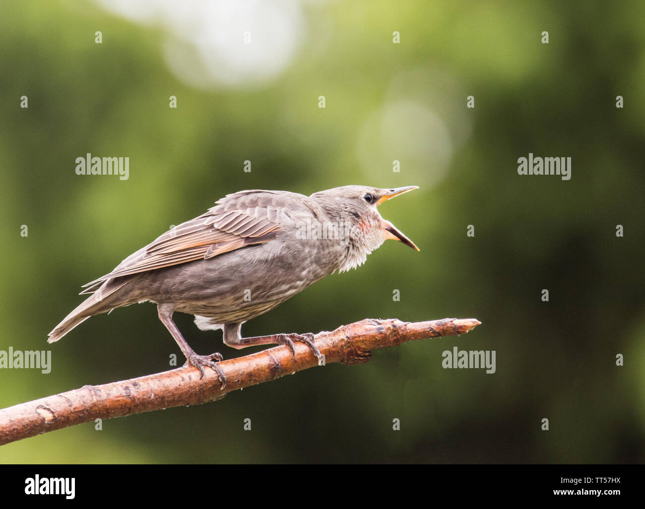 Baby birds crying hi-res stock photography and images - Alamy