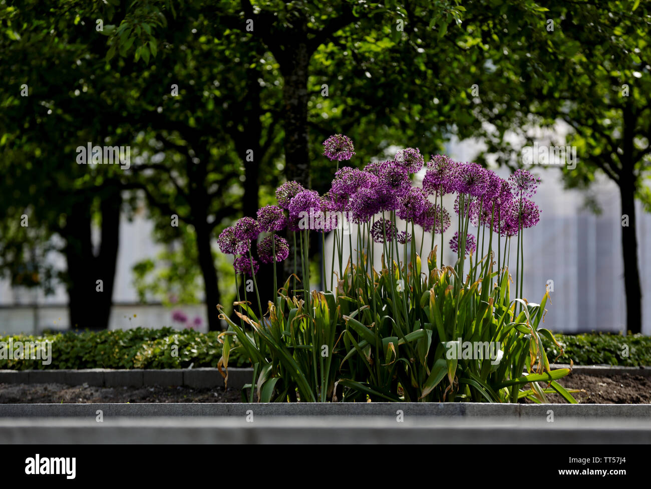 Purple Giant Onion (Allium Giganteum) blooming under lime trees in park ...