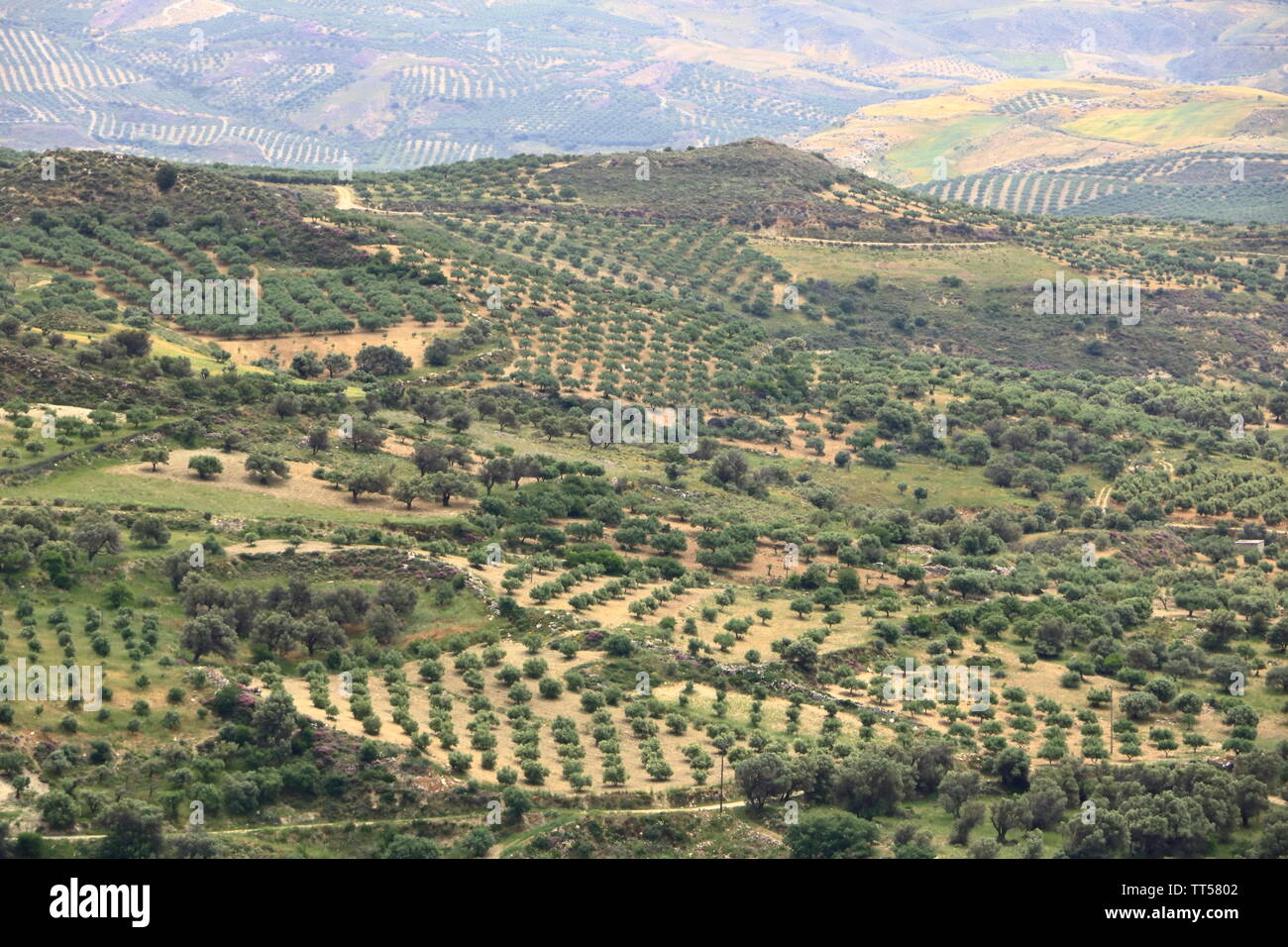 Olive plantations in Crete ,Greece, Europe Stock Photo - Alamy