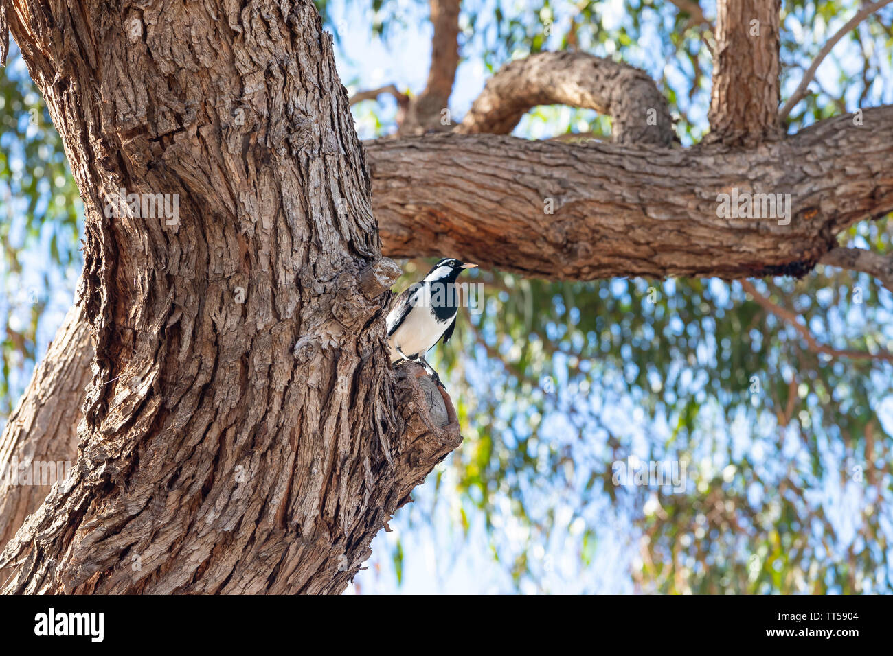 A lone Magpie sitting in the branch of a large tree Stock Photo - Alamy