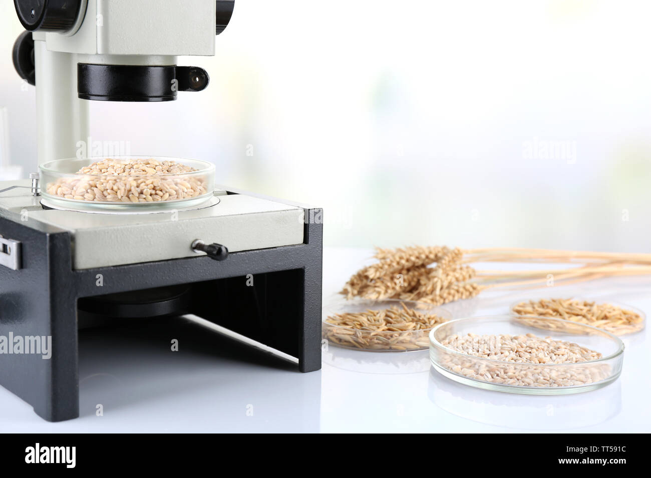 Microbiological testing for food quality at biochemistry laboratory ...