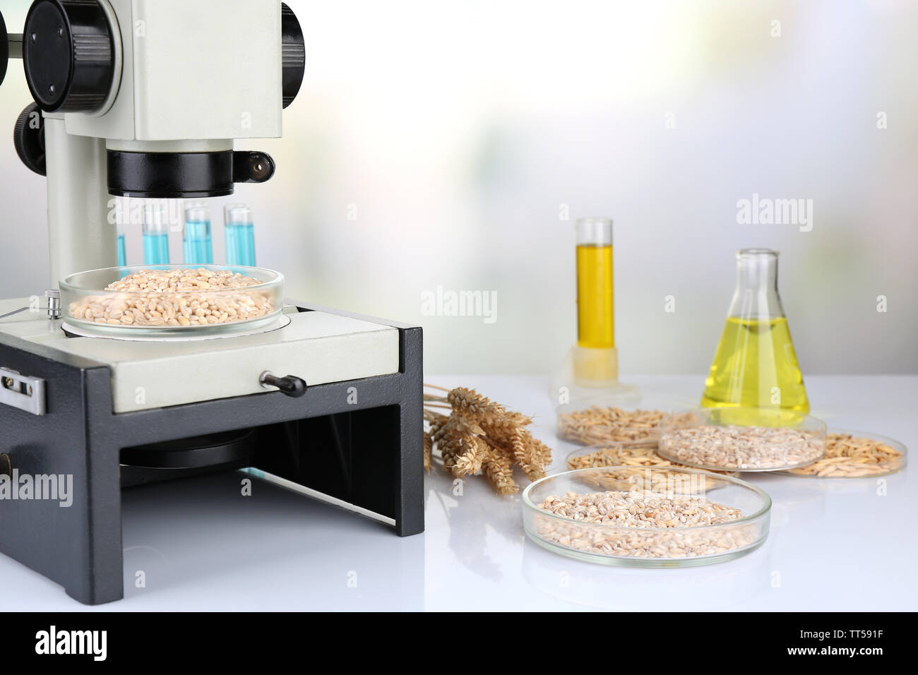Microbiological testing for food quality at biochemistry laboratory ...
