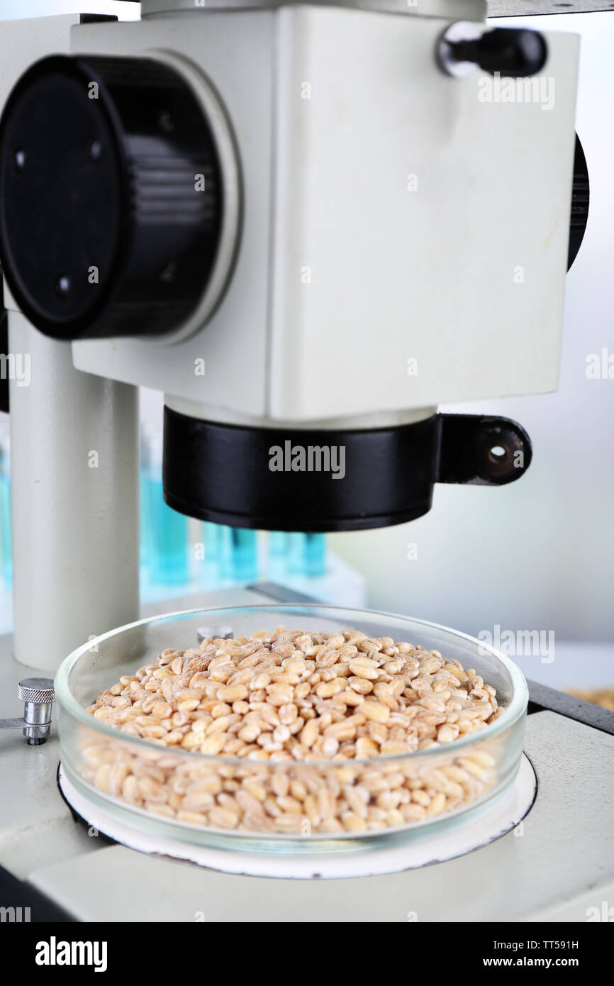 Microbiological testing for food quality at biochemistry laboratory ...