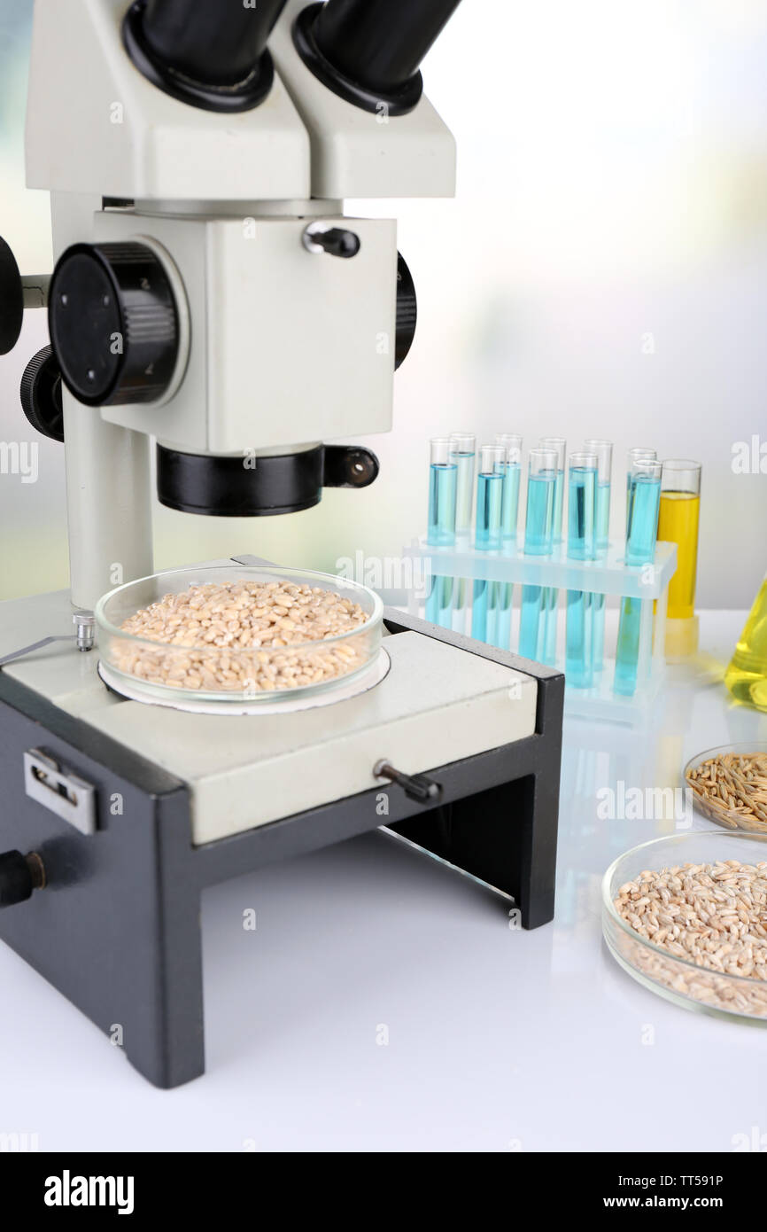 Microbiological testing for food quality at biochemistry laboratory ...
