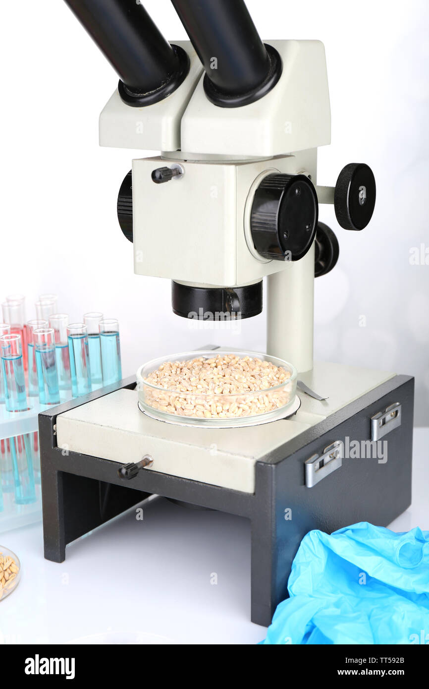 Microbiological testing for food quality at biochemistry laboratory ...