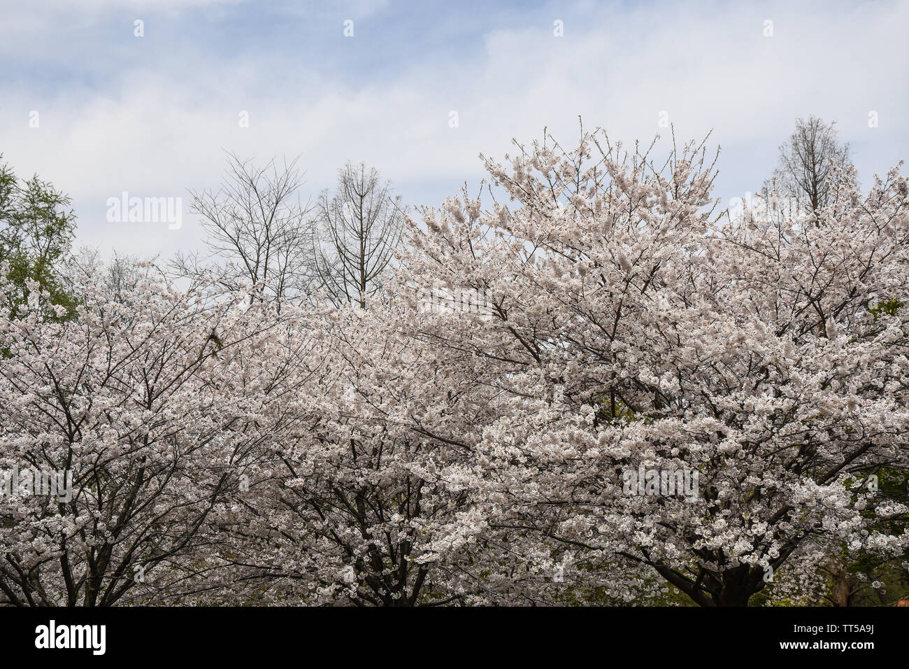 Cherry Blossoms at High Park Stock Photo - Alamy
