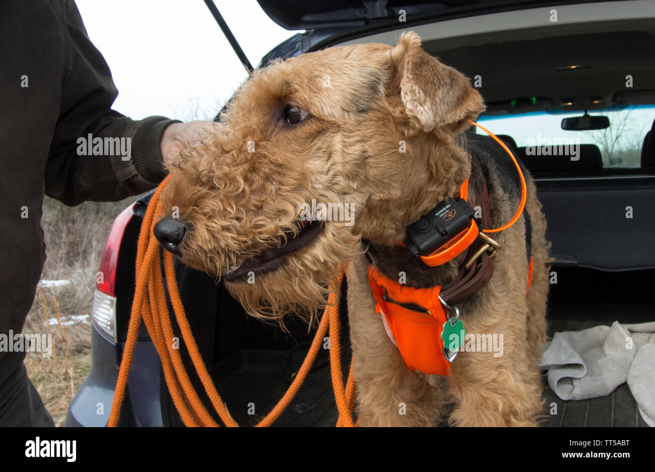 UNITED STATES - FEB 7, 2016: Airedale terrier upland game bird hunting ...