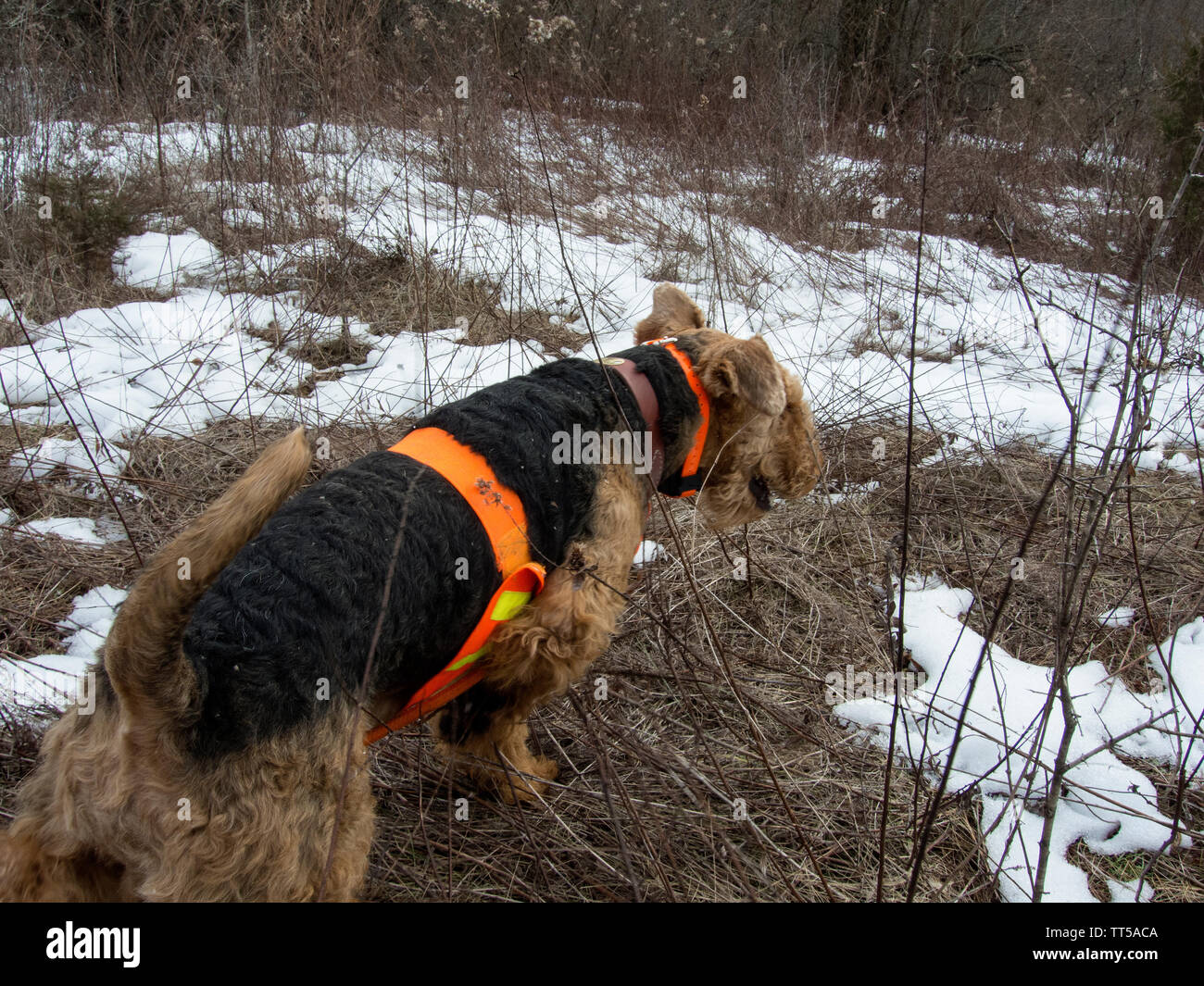 UNITED STATES - FEB 7, 2016: Airedale terrier upland game bird hunting ...