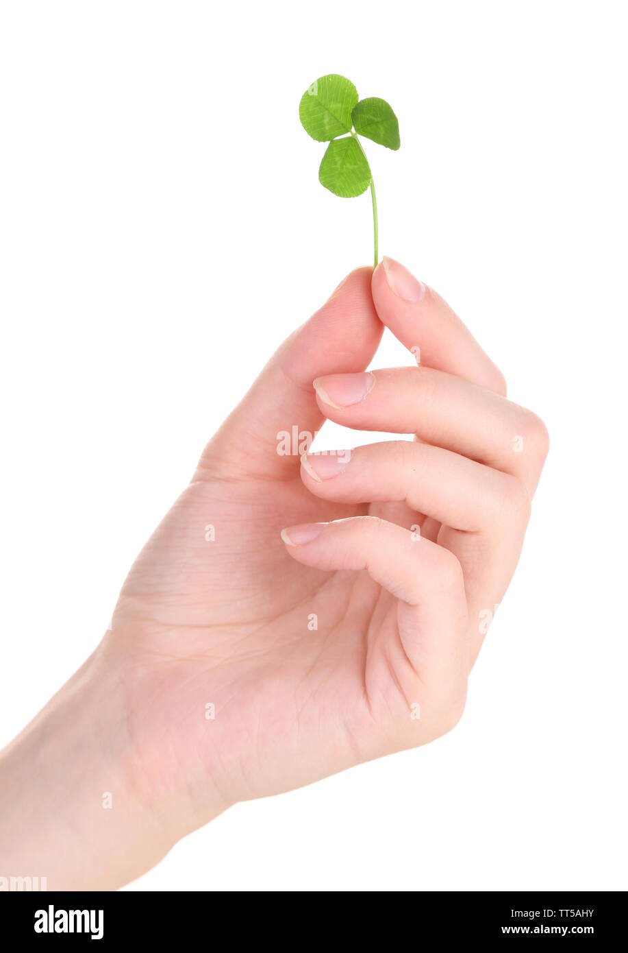 Female hand holding green clover leaf, isolated on white Stock Photo ...