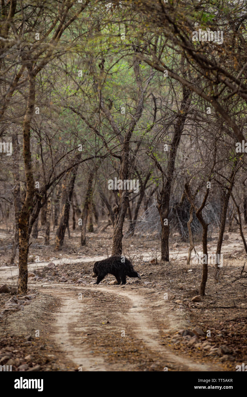 Sloth walking hi-res stock photography and images - Alamy
