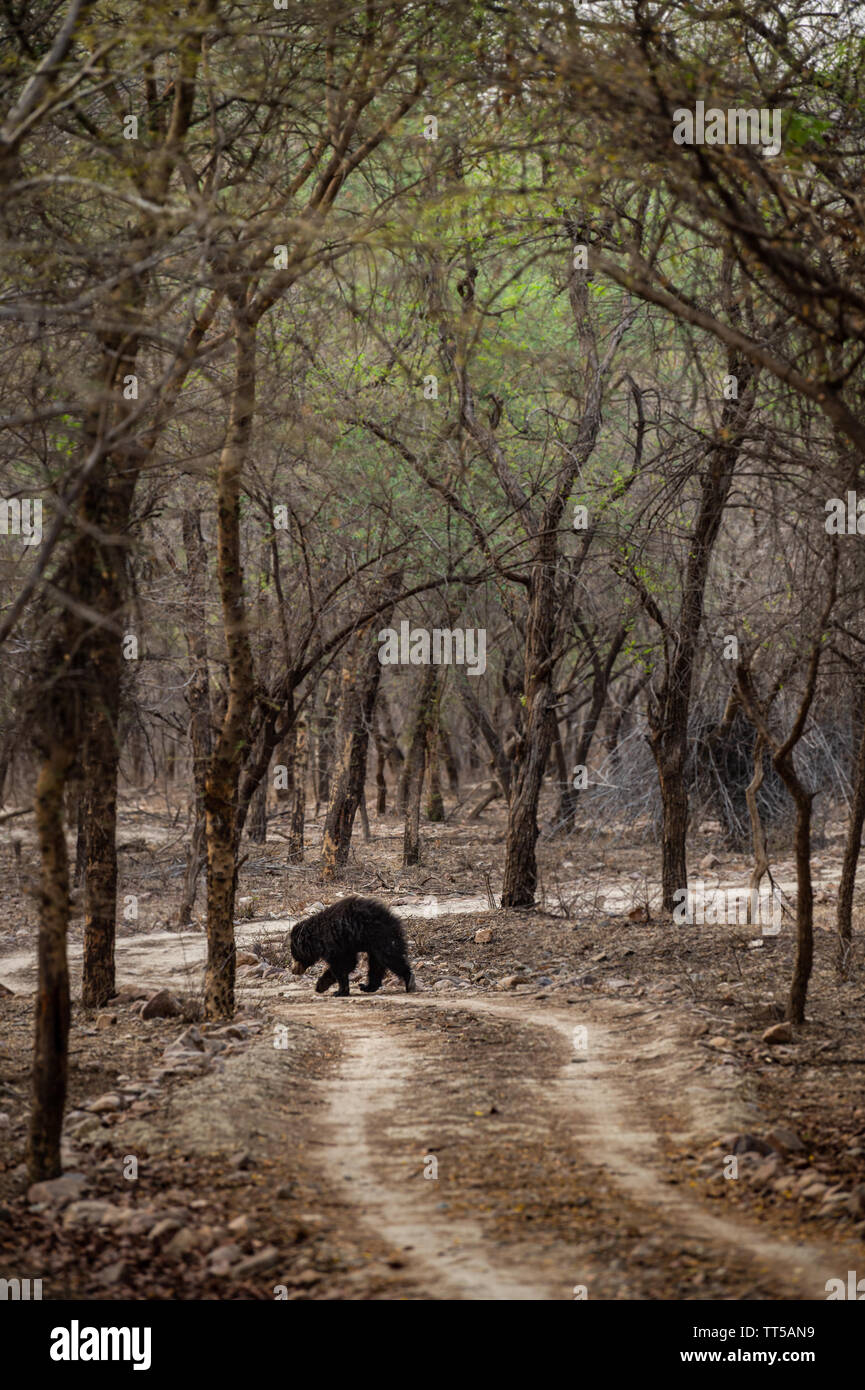 Sloth walking hi-res stock photography and images - Alamy
