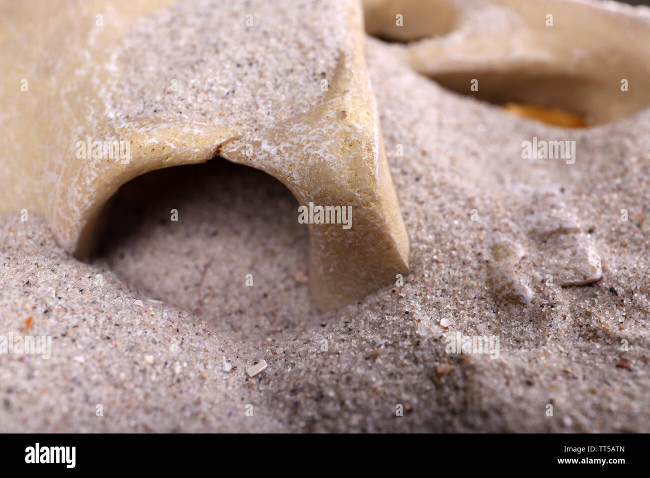 Human bones desert hi-res stock photography and images - Alamy
