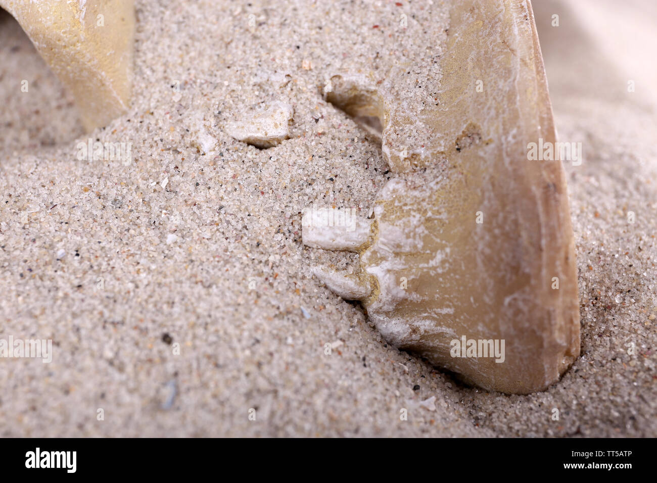 Human Bones Sand High Resolution Stock Photography and Images - Alamy