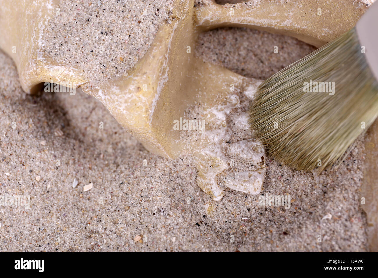 Human skull in sand and brush closeup Stock Photo - Alamy