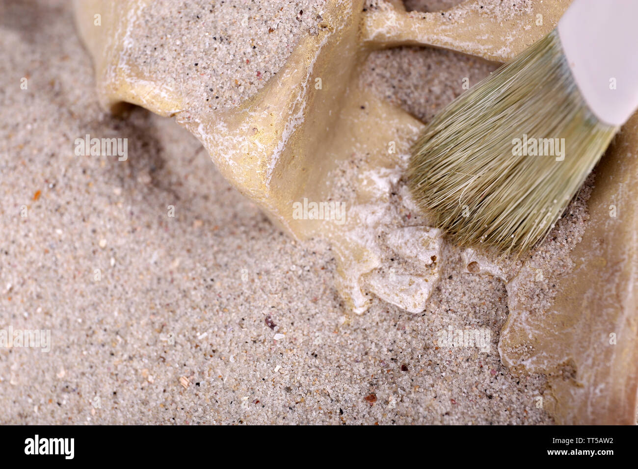 Human skull in sand and brush closeup Stock Photo - Alamy
