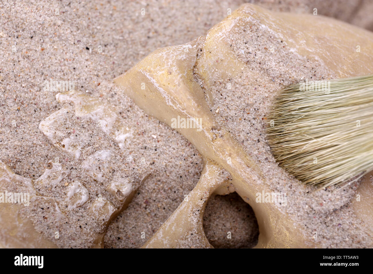 Human skull in sand and brush closeup Stock Photo - Alamy