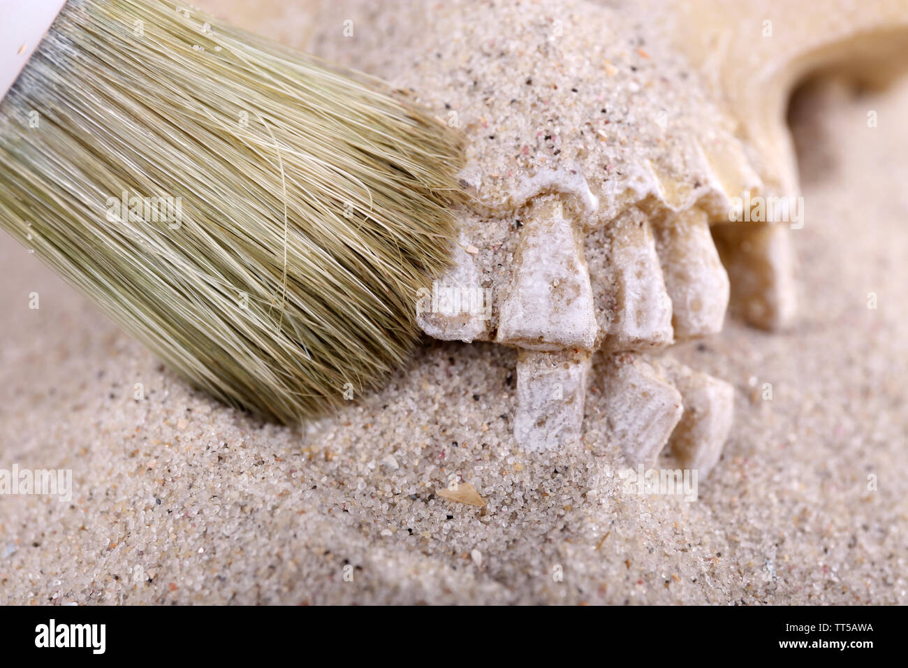Human skull in sand and brush closeup Stock Photo - Alamy